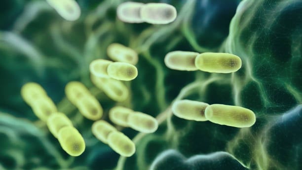 Effektiviteten av Bacillus Subtilis: Ett mikroskopiskt mirakel – Nutri.se